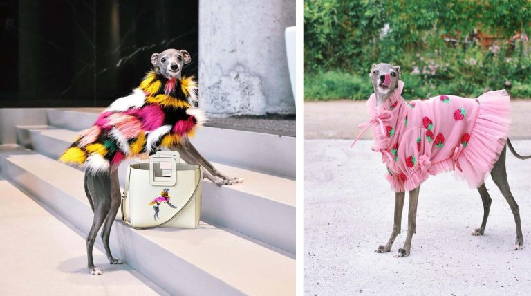 Tika the Iggy: Το fashionable σκυλάκι που έκλεισε το σόου του οίκου ...