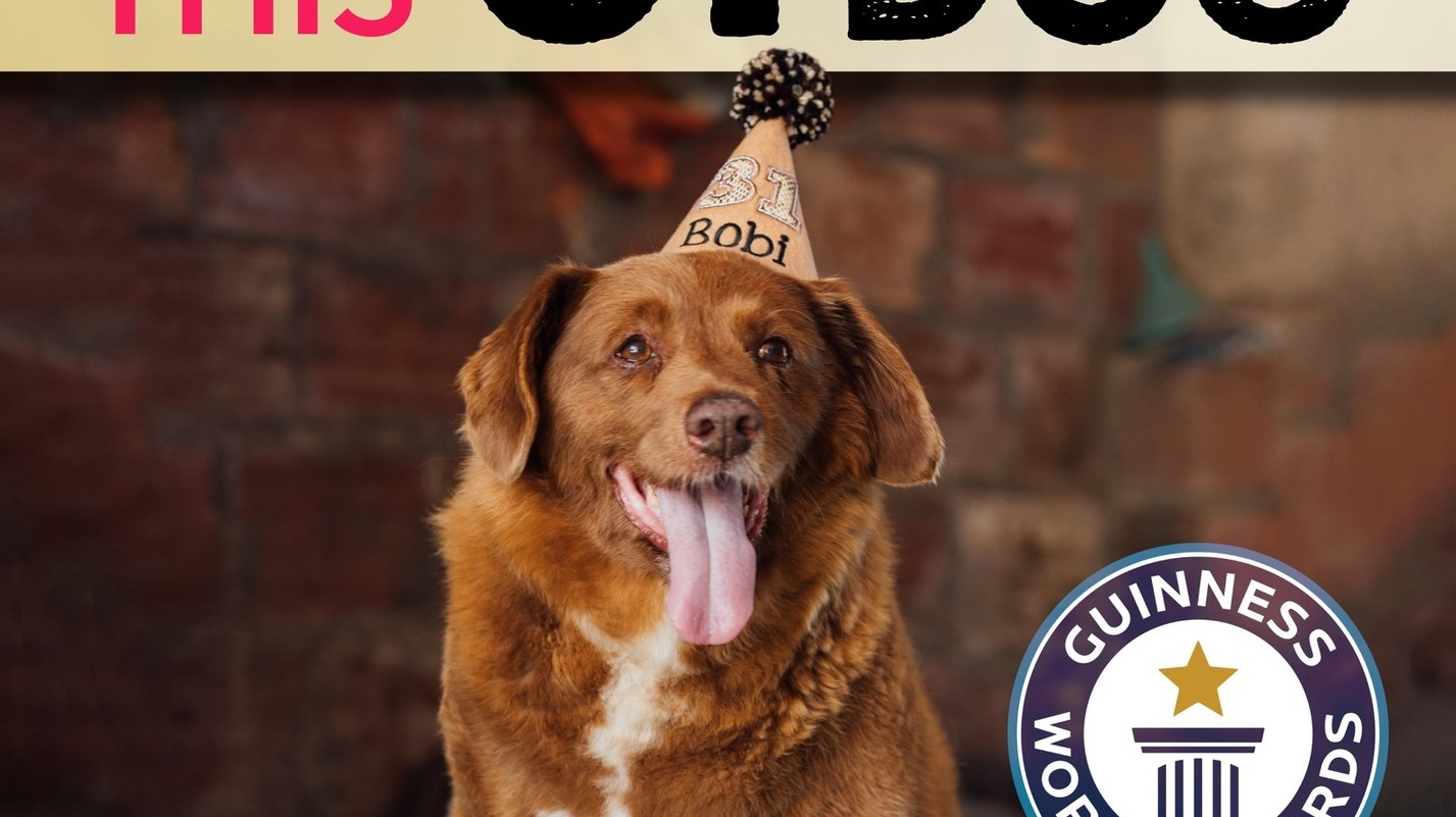 Bobi: Πέθανε ο γηραιότερος σκύλος του κόσμου μετά τα 31α γενέθλιά του