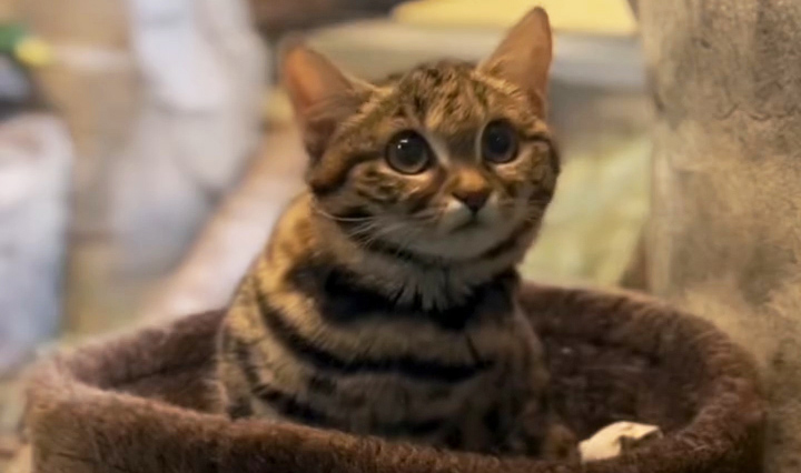 Γαία: Η πιο θανατηφόρα γάτα του κόσμου - Ναι δεν αστειευόμαστε - InStyle