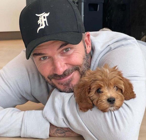 Beckham's new dog Archives - InStyle